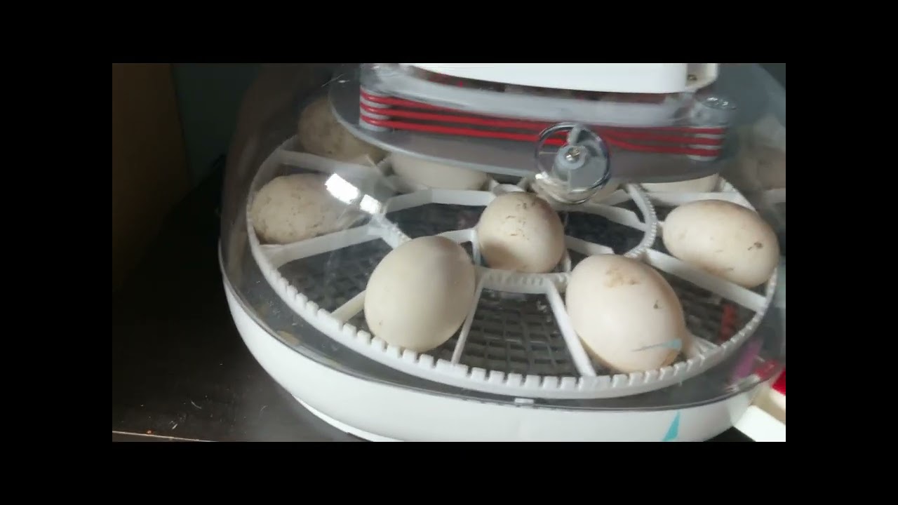 Hatching eggs￼ day 2 