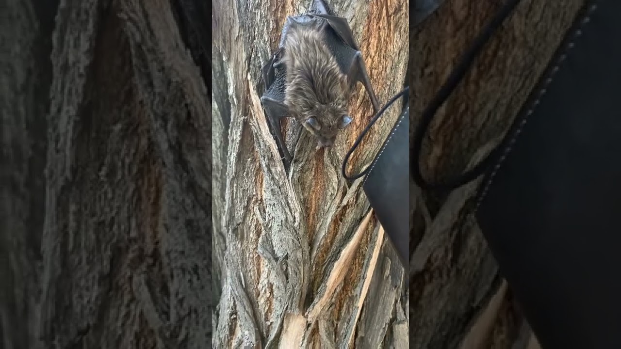 Bat sounds