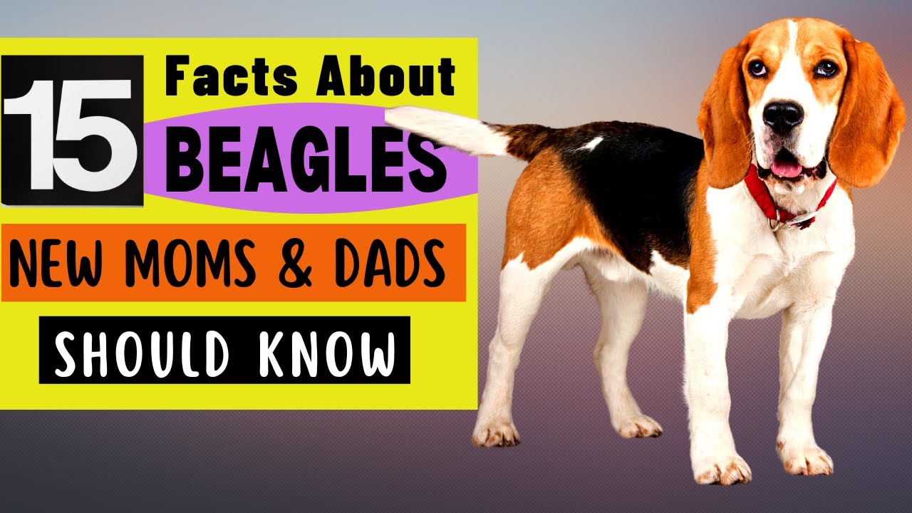 15 Important Facts About BEAGLE New & Prospective Owners Should Know!