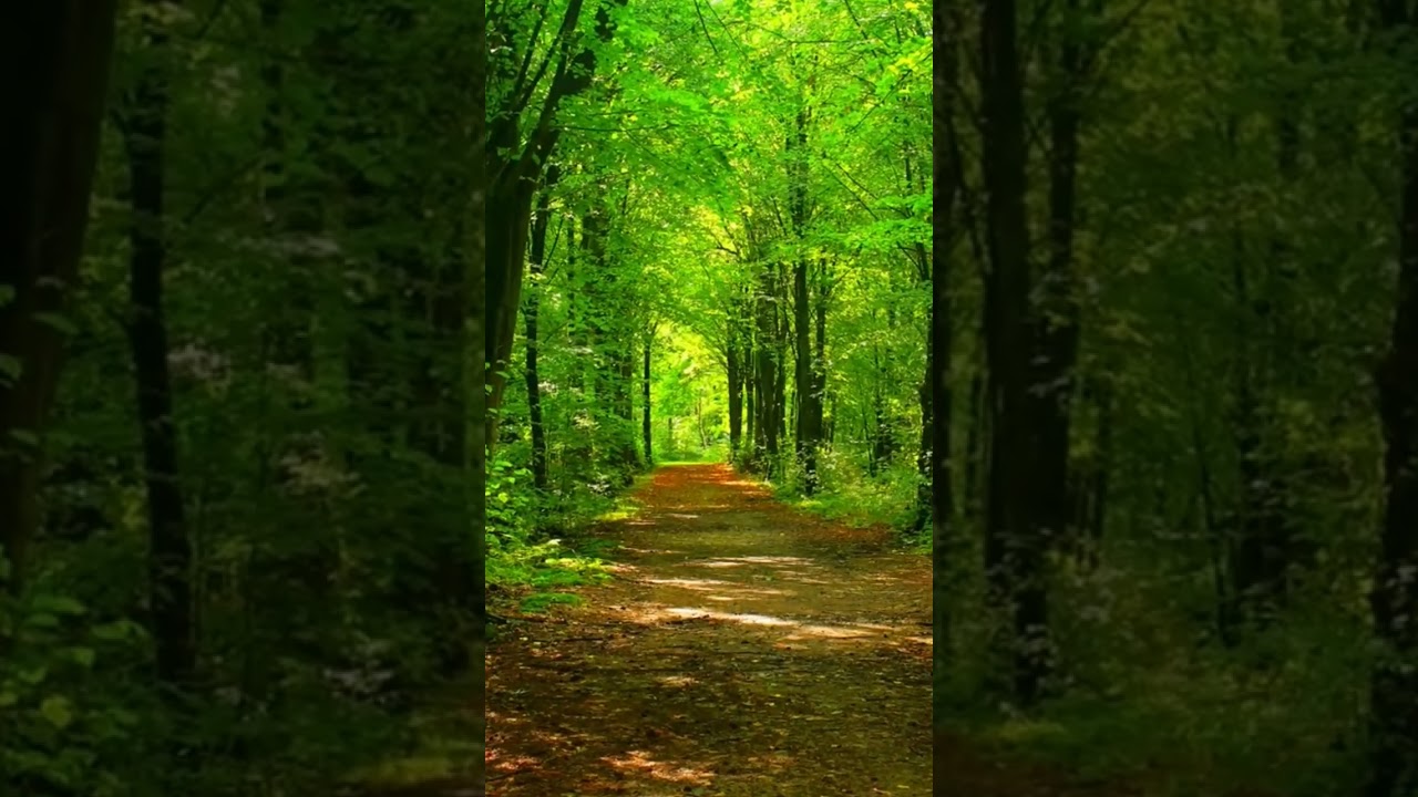 Green nature | green forest (nature beauty) #nature #shorts