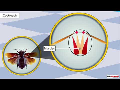 Gait of Animals