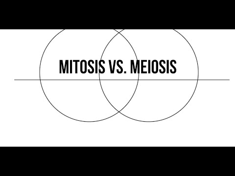 Mitosis vs Meiosis Venn Diagram