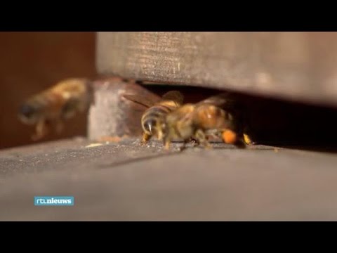 Uitstervende bij bedreiging voor ons eten - RTL NIEUWS