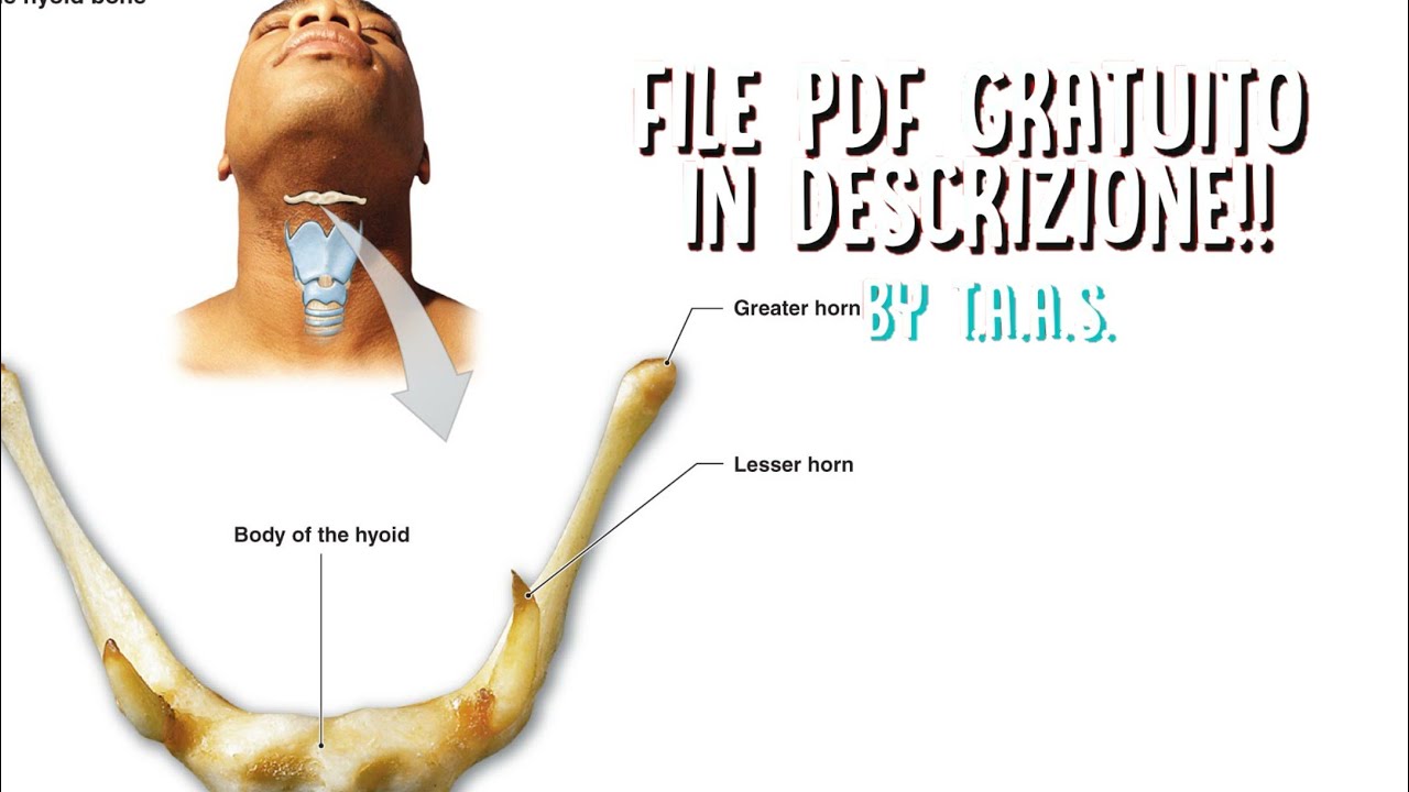 l'osso ioide in 1 minuto [file PDF in descrizione]