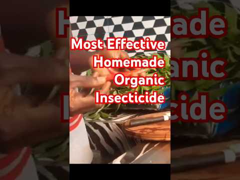 Homemade organic insecticide/ pesticide #diy #insecticides #pesticides #organicfarming #pestcontrol
