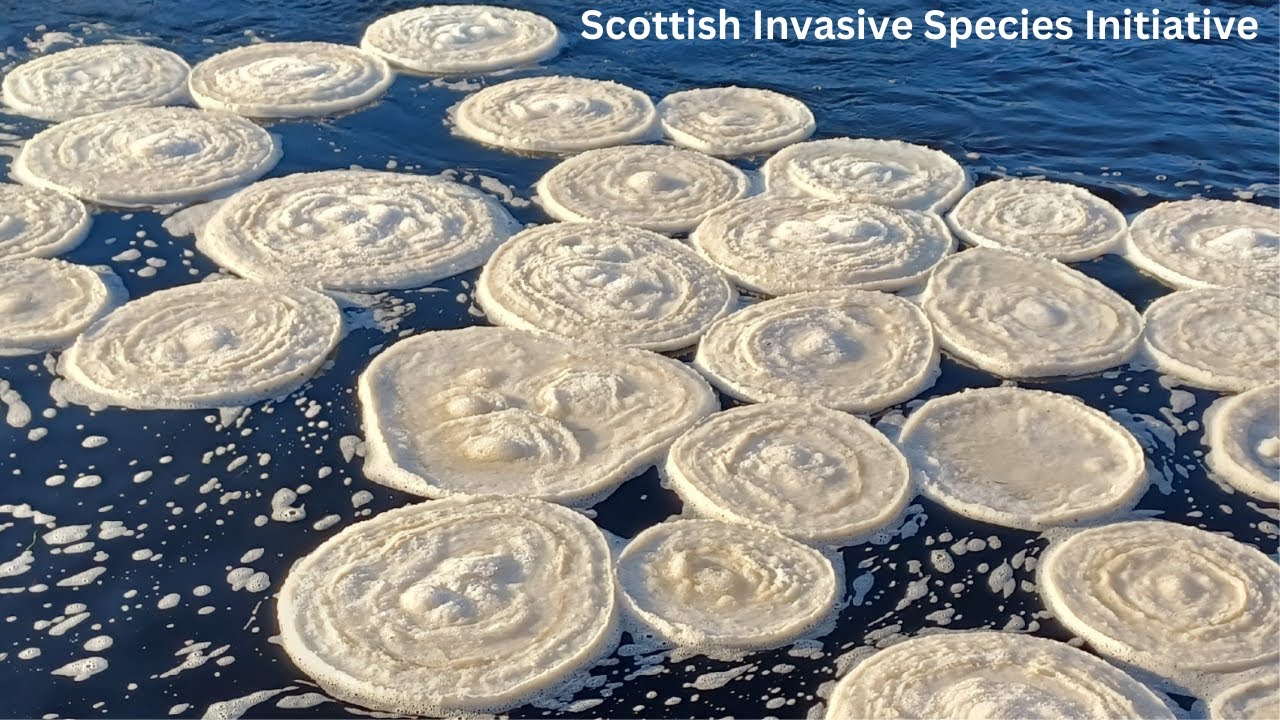 Stunning 'ice pancakes' swirl on the surface of Scottish river