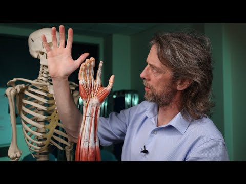 Hand tendons (anatomy)