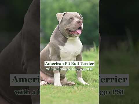 7 dog breeds with the strongest bite force | Country Living UK