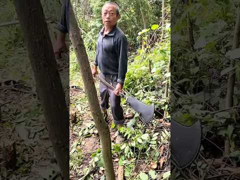 The process of cutting a young tree with a sharp knife