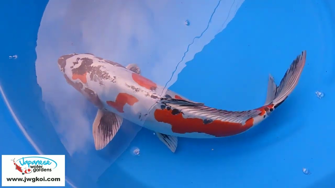 6025 Doitsu Kujaku 57cm £700