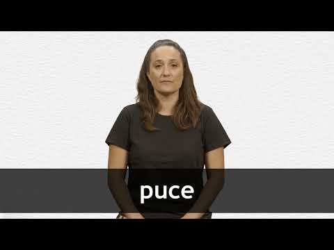 English Translation of “PUCE” | Collins French-English Dictionary