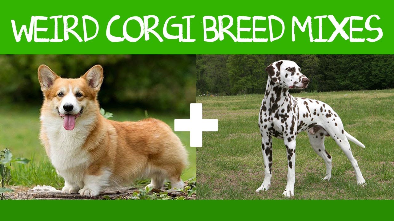 Top 16 Gorgeous Corgi Mixes That You Didn't Know Possible