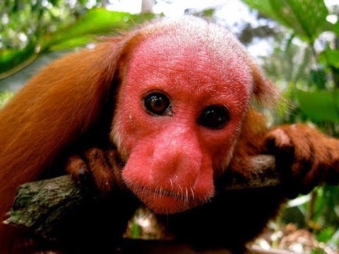 FASCINATING Endangered Species Around the World