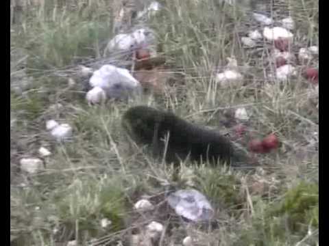 British moles in history | Dear Kitty. Some blog