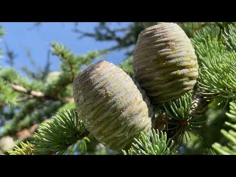 Atlas cedar – female cones / fruit – September 2022 – Exeter Trees