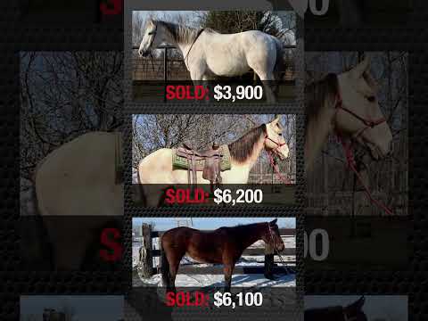 Livestock Auction Results - March 22, 2023