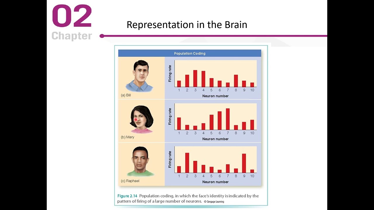 Cognitive Psychology Chapter 2