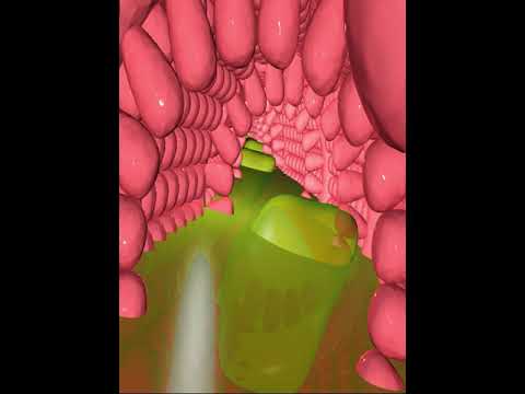 Digestive system- small intestine villi 2 (3D Animation)