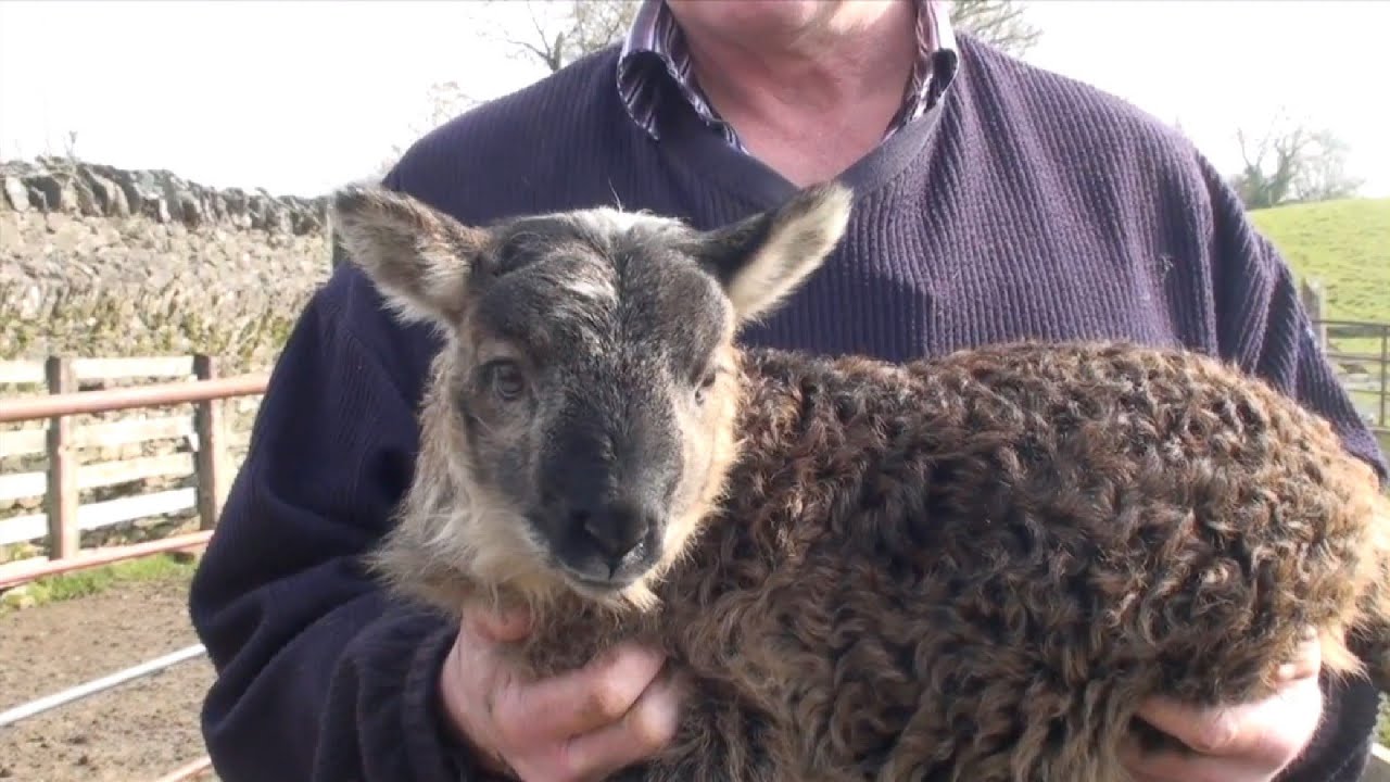 It's a Geep: Goat-sheep cross leaves farmer Paddy Murphy in shock - The ...