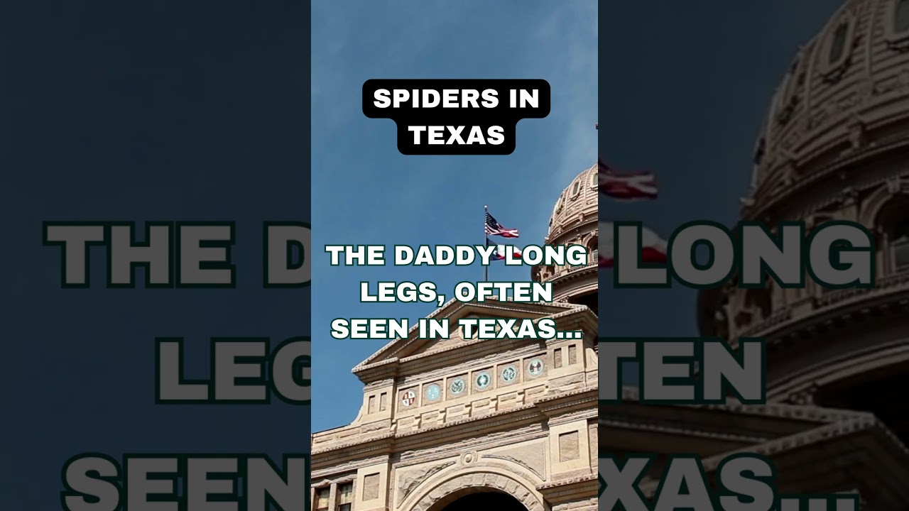 Spiders in Texas Facts