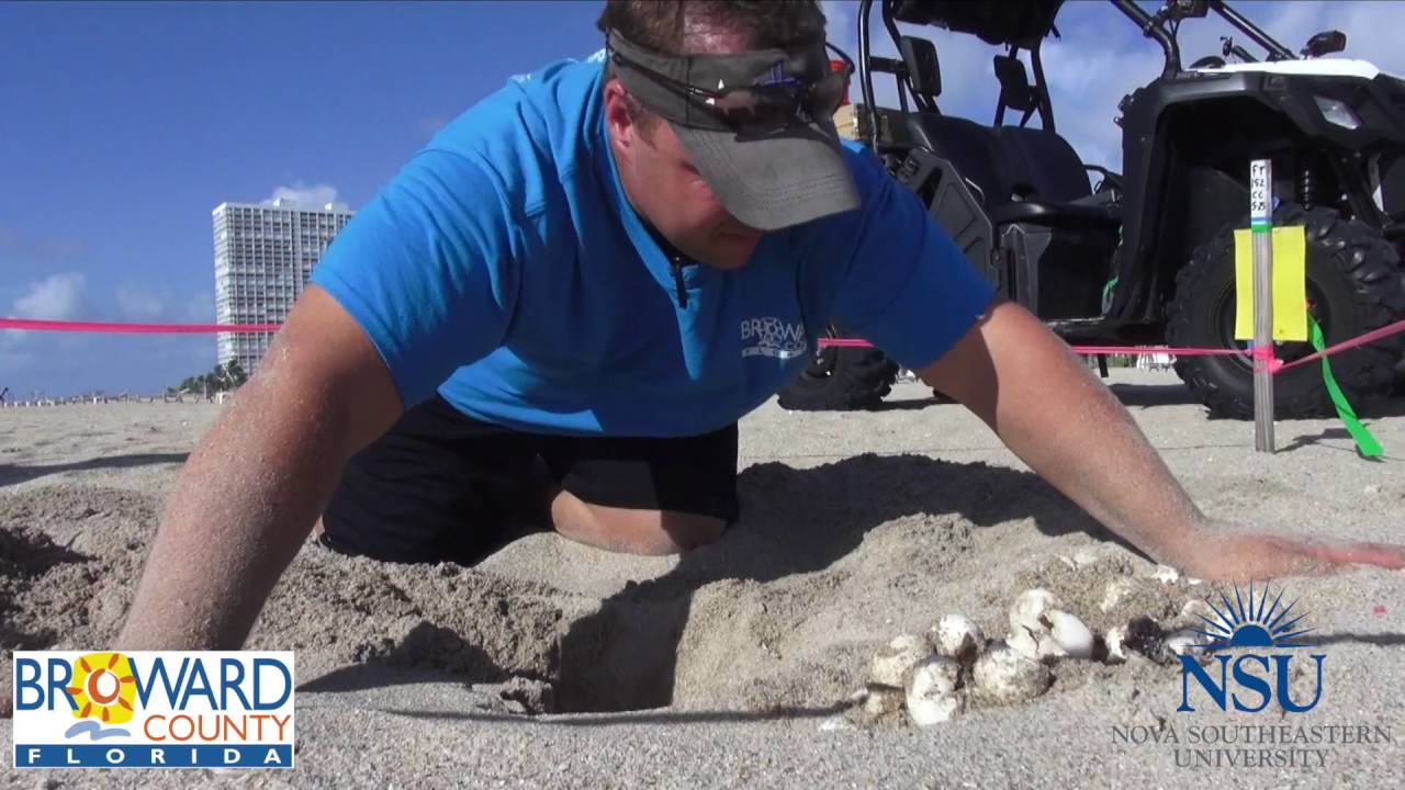 Broward County Sea Turtle Conservation Program 2016
