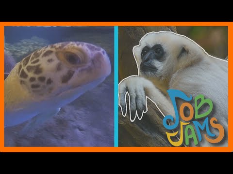 Wild Zoo Animal Adventure Songs! | Zookeepers and Scuba Divers Teach Kids With Music | Job Jams