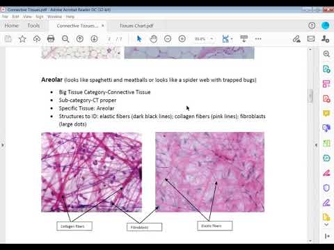 Connective Tissues