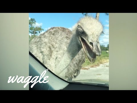Australian Animals Be Like | Funny Animal Compilation