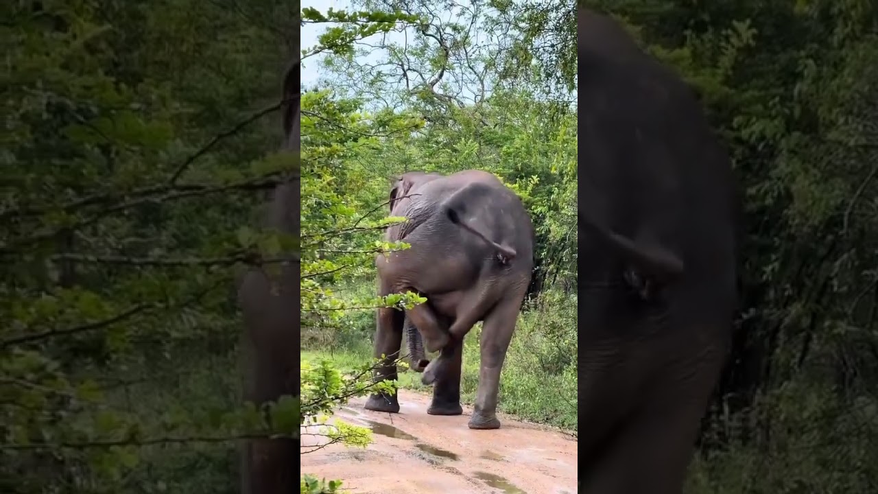 The itchy elephant 5th leg