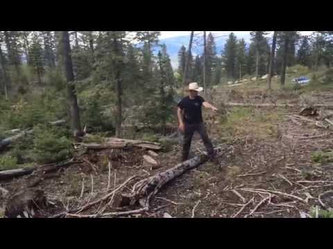 How to identify False Morels vs Real Morels