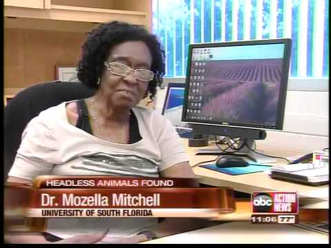 Ritualistic Animal Sacrifices In Florida: Witchcraft or Just Bad ...