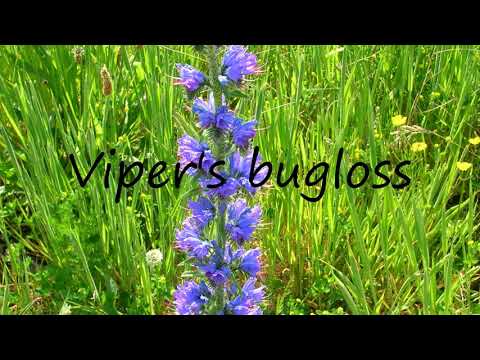 How to Pronounce Viper's bugloss?