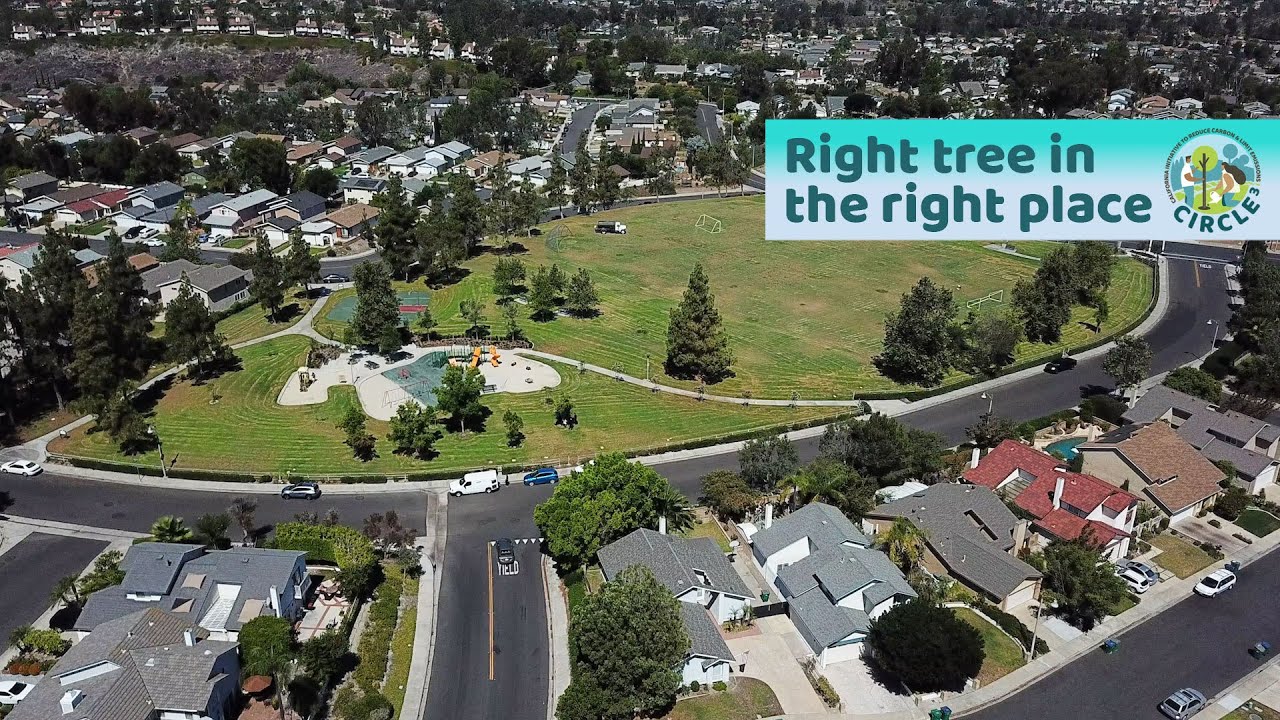 Right tree in the right place