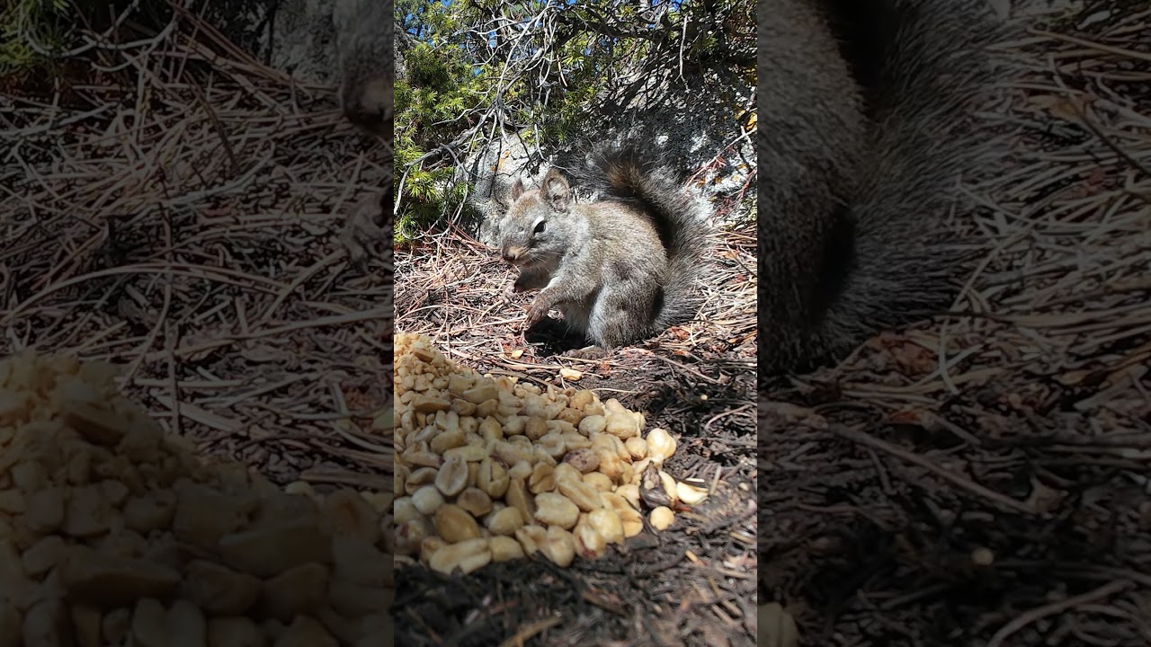 Just a Squirrel enjoying a peaceful afternoon