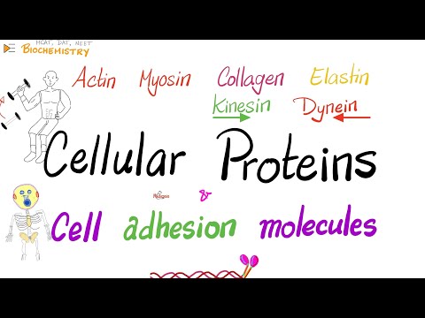 Cellular proteins functions - Structural; Motor; Binding; Cell adhesion ...