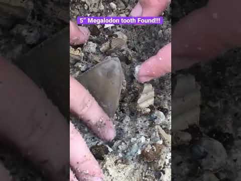 HUGE Megalodon Shark tooth found fossil hunting in Florida!!! 🦈 #shorts