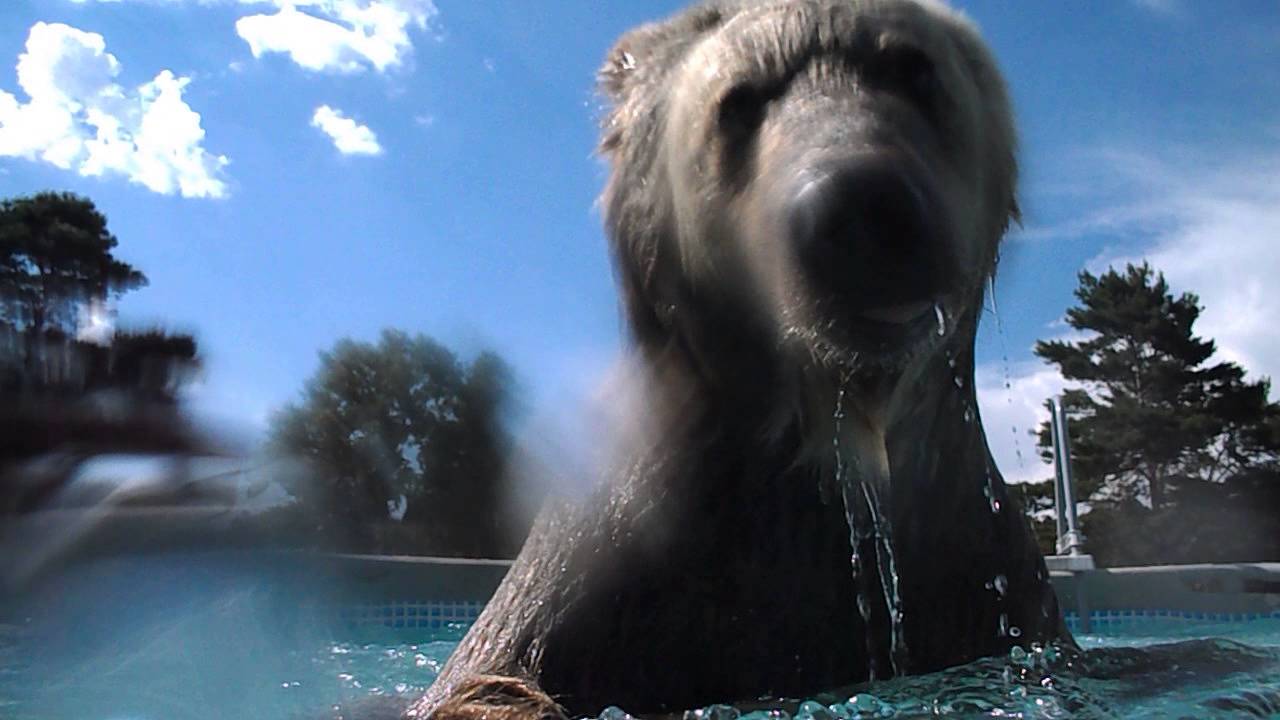 Bruiser Bear Back in the Pool