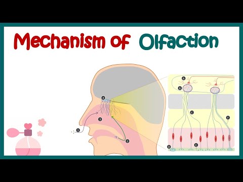 Olfactory System: Anatomy and Physiology | Mechanism of olfaction | Olfactory receptor neurons