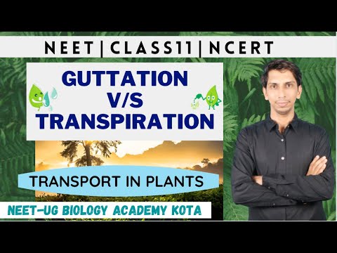 Guttation and Transpiration | Transport in Plants | Biology Class11 Chapter11 NCERT | NEET
