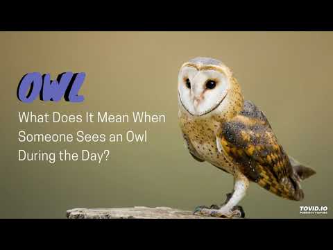 What Does It Mean When Someone Sees an Owl During the Day?