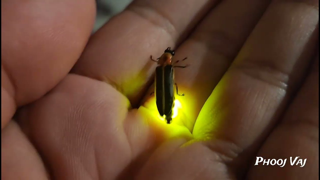 Fire Fly - Lightning Bug - #shorts #reels #bug #insect #beetle #firefly #lighteningbug #flies
