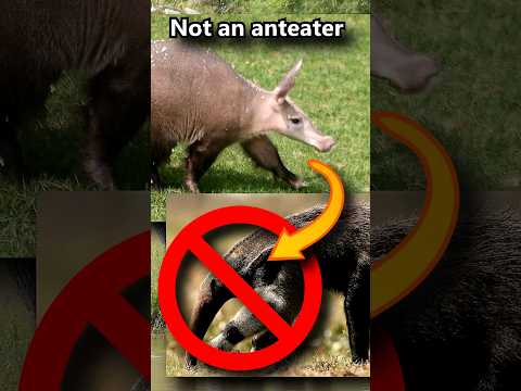 Aardvarks are NOT anteaters... not even close π Animal Fact Files #wildlife #animalfacts #animals