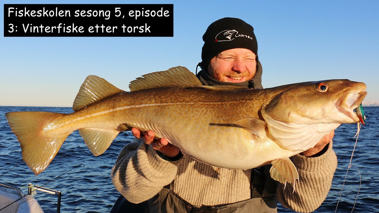 Vinterfiske etter torsk