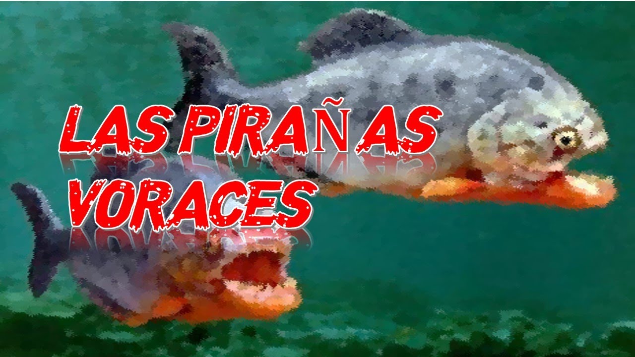 Las Pirañas Carnívoras MITOS Y REALIDAD