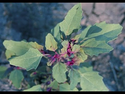 Epazote Herb or Dysphania ambrosioides and its Health Benefits