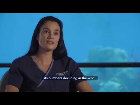 Sand Tiger Shark Story Part 1