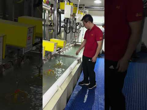 Hanging plating Step 3: alkali-copper plating #hangingplating #rackplating #electroplating #plating