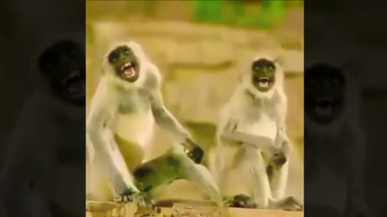 Monkey Laugh - No Copyright Gif