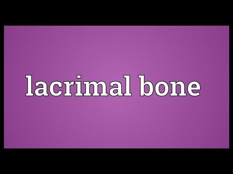 Lacrimal bone Meaning