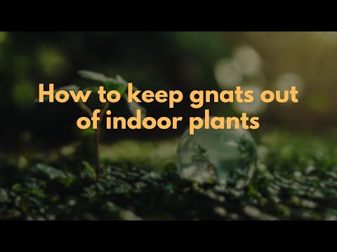 How to keep gnats out of indoor plants